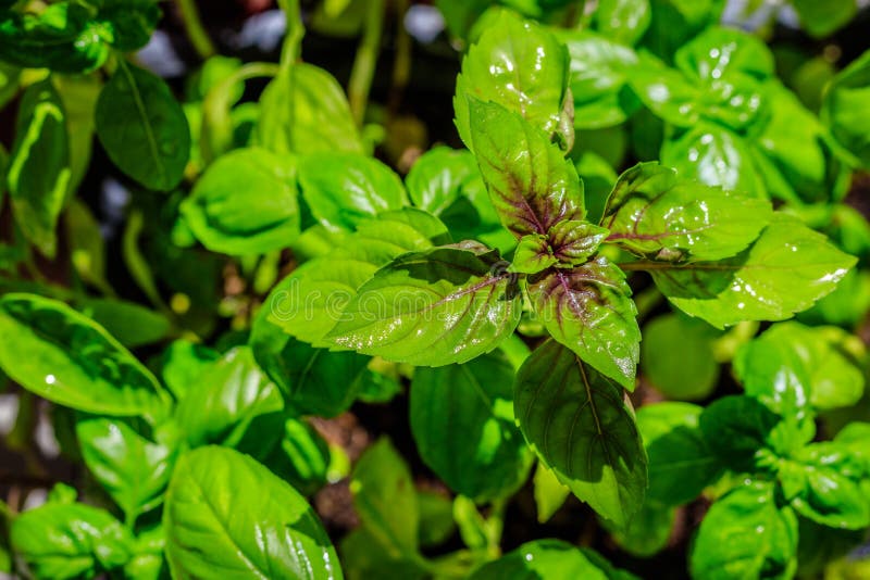 Growing Basil Plants, Top View Stock Photo - Image of outdoor ...
