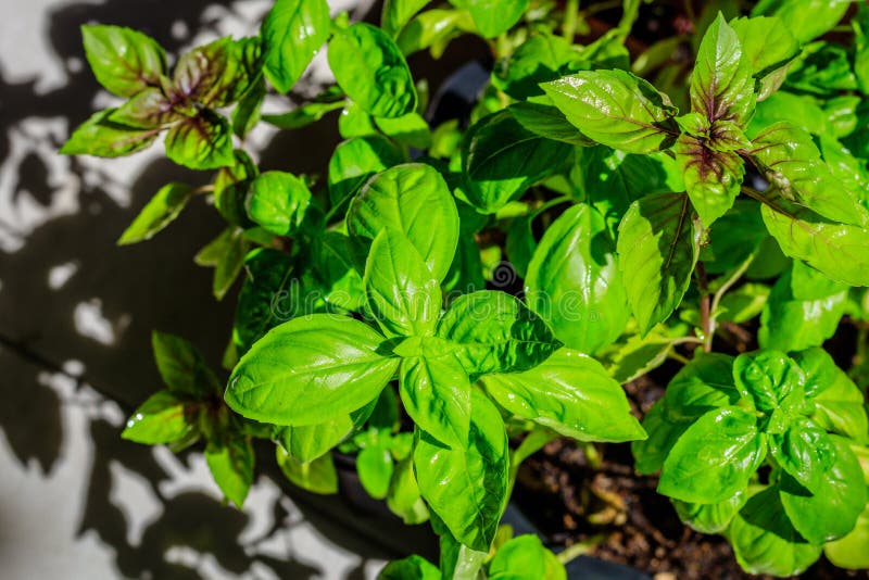 Growing Basil Plants, Top View Stock Image - Image of cuisine, eating ...