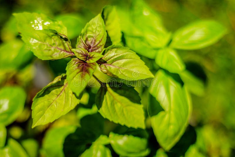 Growing Basil Plants, Top View Stock Image - Image of healthy, organic ...