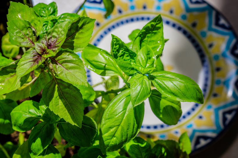 Growing Basil Plants, Top View. Gardening, Fresh Greens. Stock Photo ...