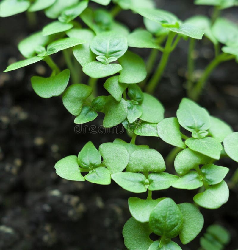 Growing the basil stock image. Image of garden, aromatic - 179564961