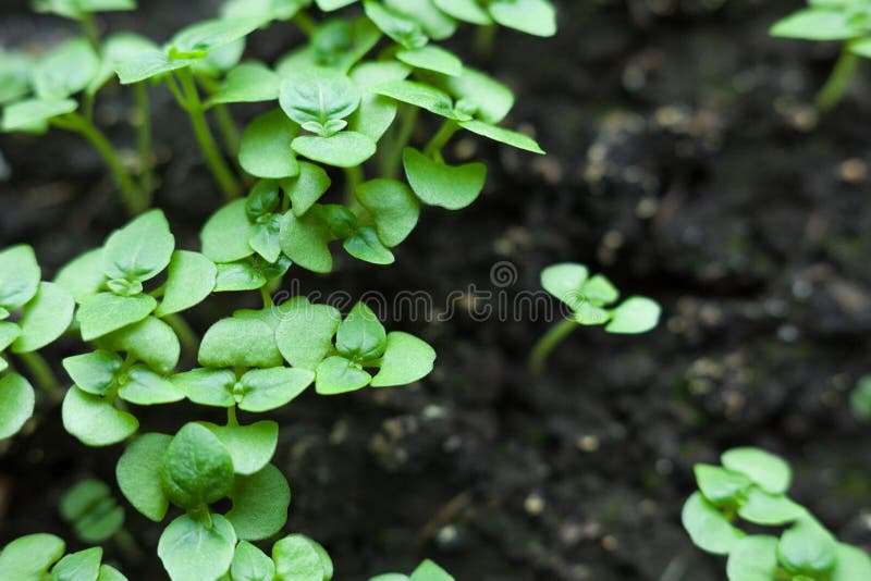 Growing the basil stock image. Image of culinary, basil - 184629577