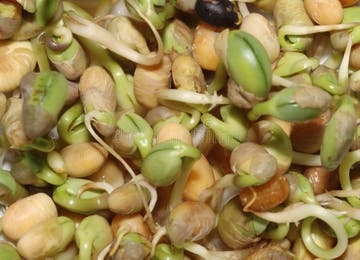 Growing beans stock image. Image of dank, eating, bean - 5441719