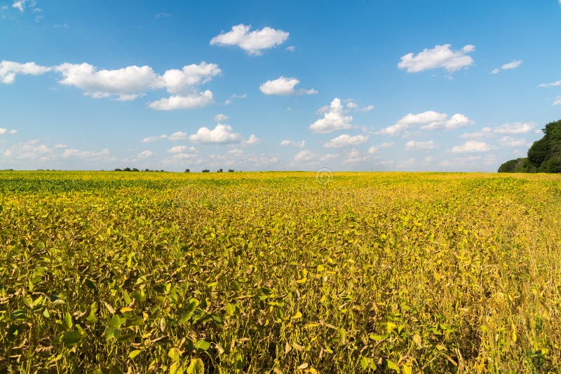 Growing Beans in Field Farming Stock Photo - Image of nature, legume ...