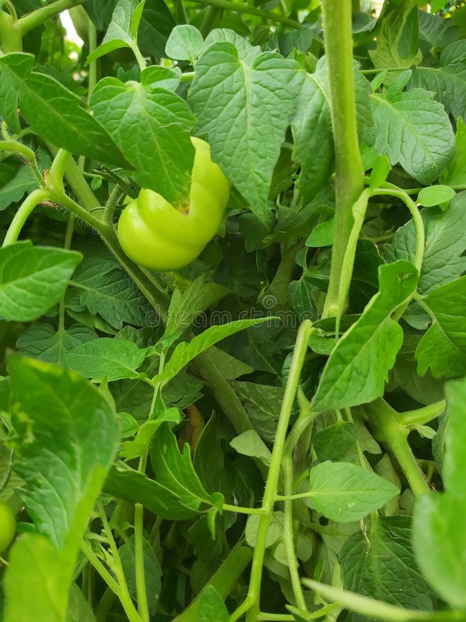 Growing Beautiful Plants in the Front Yard Stock Photo - Image of life ...