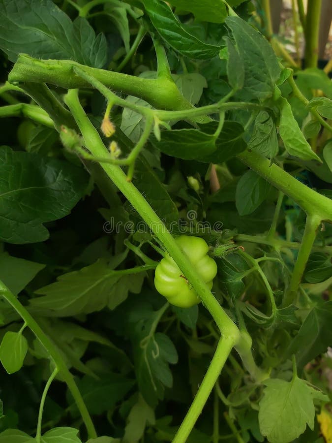 Growing Beautiful Plants in the Front Yard Stock Image - Image of macro ...