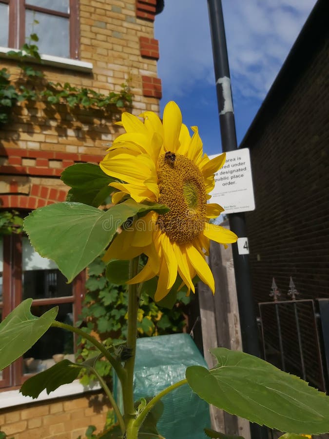 Growing Beautiful Plants in the Front Yard Stock Photo - Image of ...