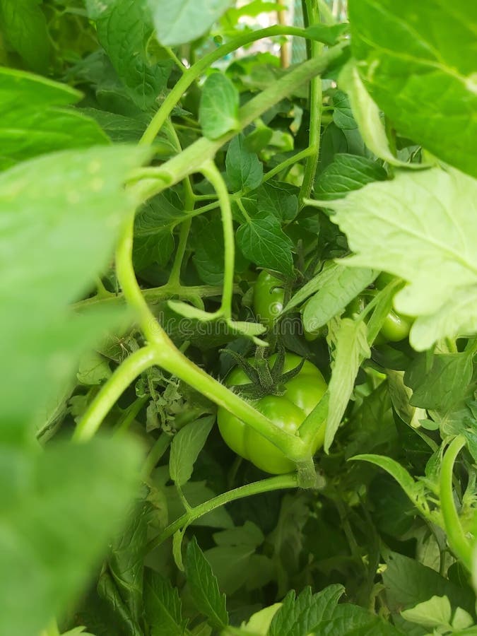 Growing Beautiful Plants in the Front Yard Stock Image - Image of ...