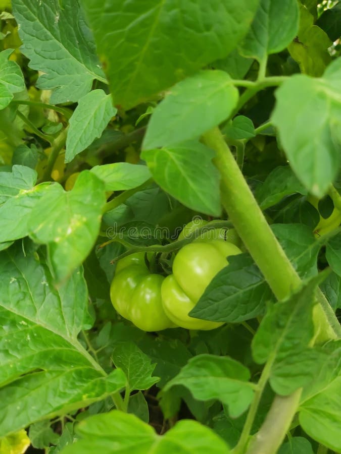 Growing Beautiful Plants in the Front Yard Stock Photo - Image of macro ...
