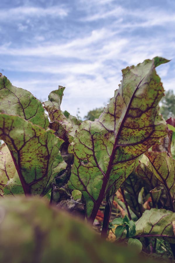 Growing Beet Leaves with Blue Sky on Background Stock Photo - Image of ...