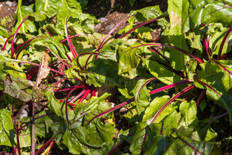 Growing beetroot leaves. stock image. Image of vegetarian - 128080325