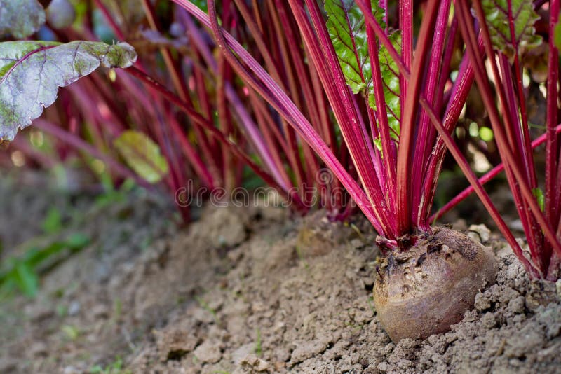 Beetroot in a Vegetable Garden Stock Image - Image of botanical ...