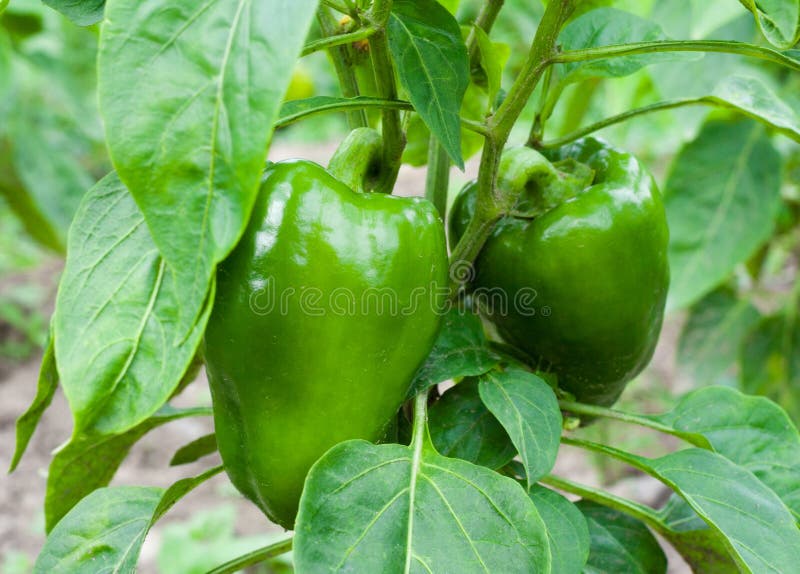 Growing the Bell Peppers Capsicum Stock Photo - Image of kitchengarden ...