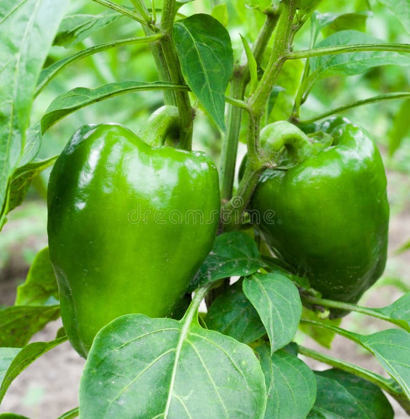 Growing the Bell Peppers Capsicum Stock Image - Image of closeup ...
