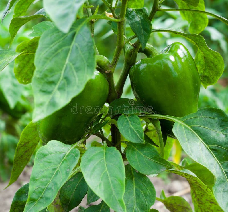 Growing the Bell Peppers Capsicum Stock Image - Image of mild, grossum ...