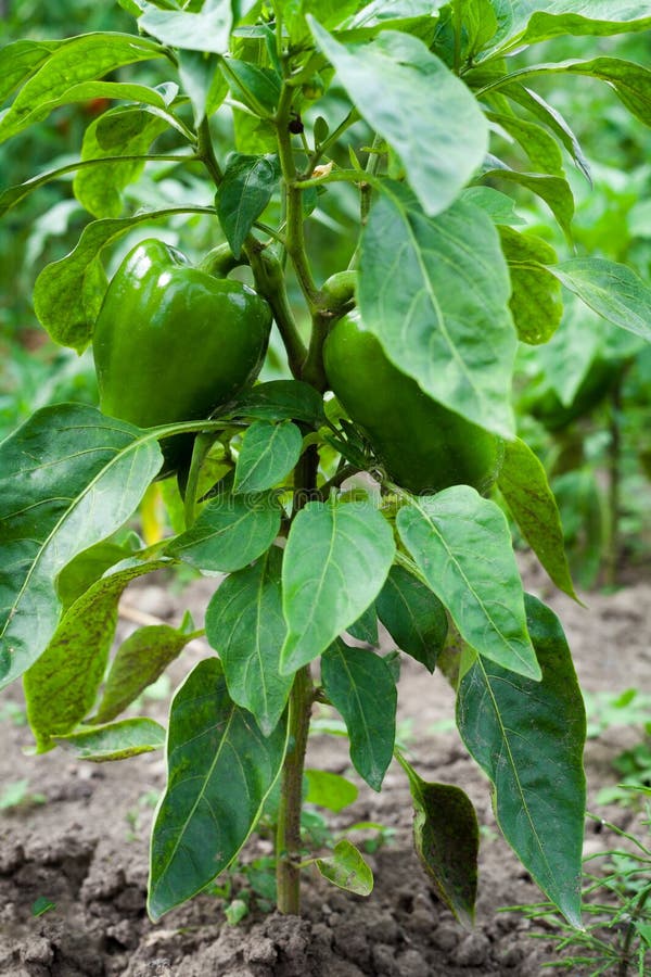 Growing the Bell Peppers Capsicum Stock Photo - Image of mild, garden ...