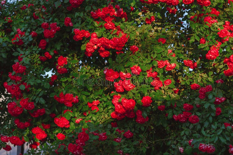 Growing Big Bush of Red Rose Stock Photo - Image of outdoor, beauty ...