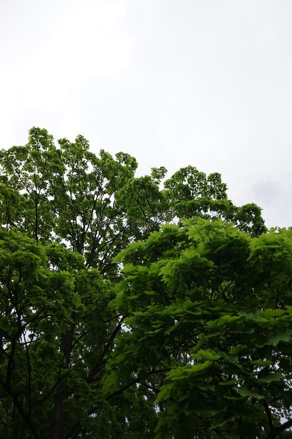 Growing Big Lush Tree with Green Leaves Stock Photo - Image of ...