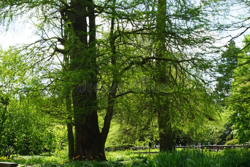 Growing Big Lush Trees with Green Leaves Stock Image - Image of tourism ...