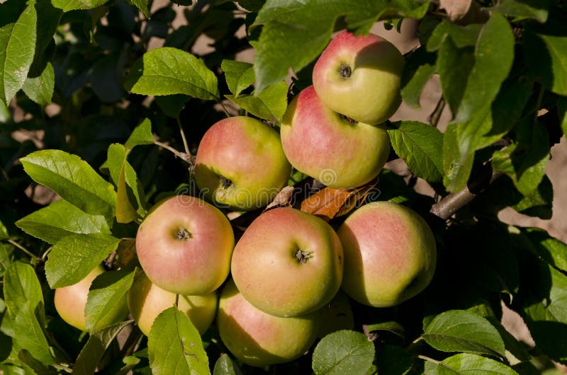 Growing bio fruits stock image. Image of green, apple - 50255515