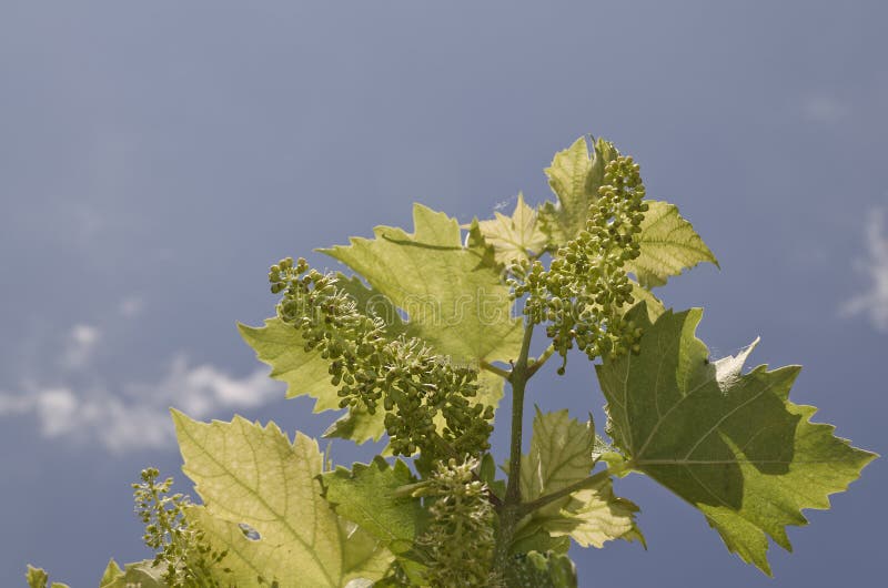 Growing Bio Grapes in the Northern Fields Stock Photo - Image of ...