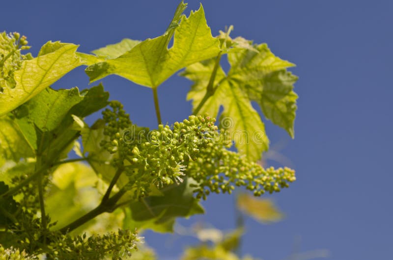 Growing Bio Grapes in the Northern Fields Stock Image - Image of green ...