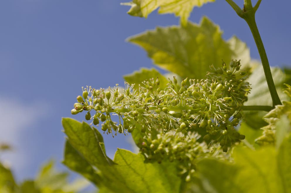 Growing Bio Grapes in the Northern Fields Stock Image - Image of grape ...
