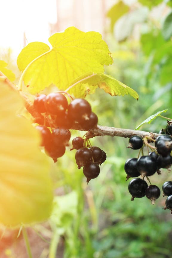 Growing Black Currants. Side Angle Close-up Stock Image - Image of ...