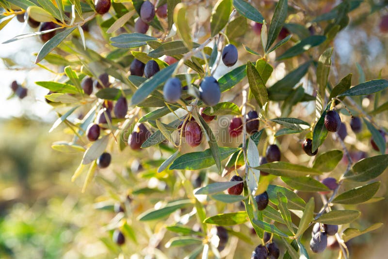 Growing Black Olives in Orchard Stock Photo - Image of rustic, farm ...