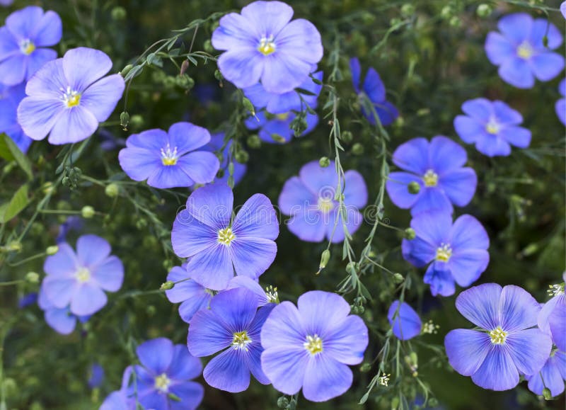 Growing Blue Flax Flowers Close Up on the Field Stock Image - Image of ...