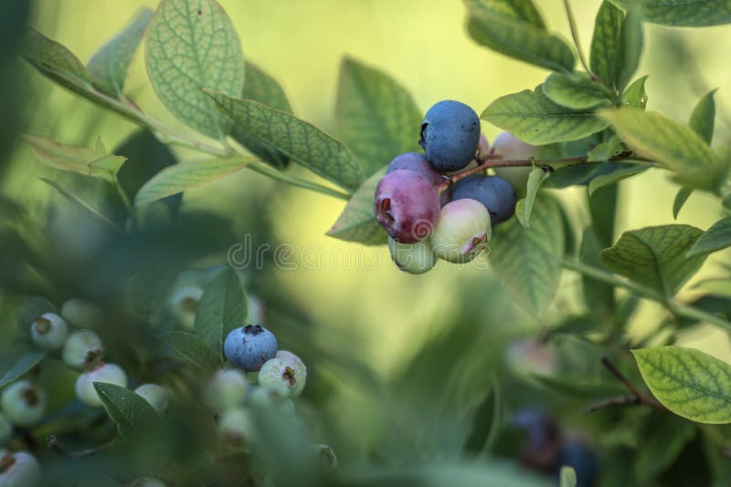 Growing Blue Heath Berries in Summer Home Garden. Stock Photo - Image ...