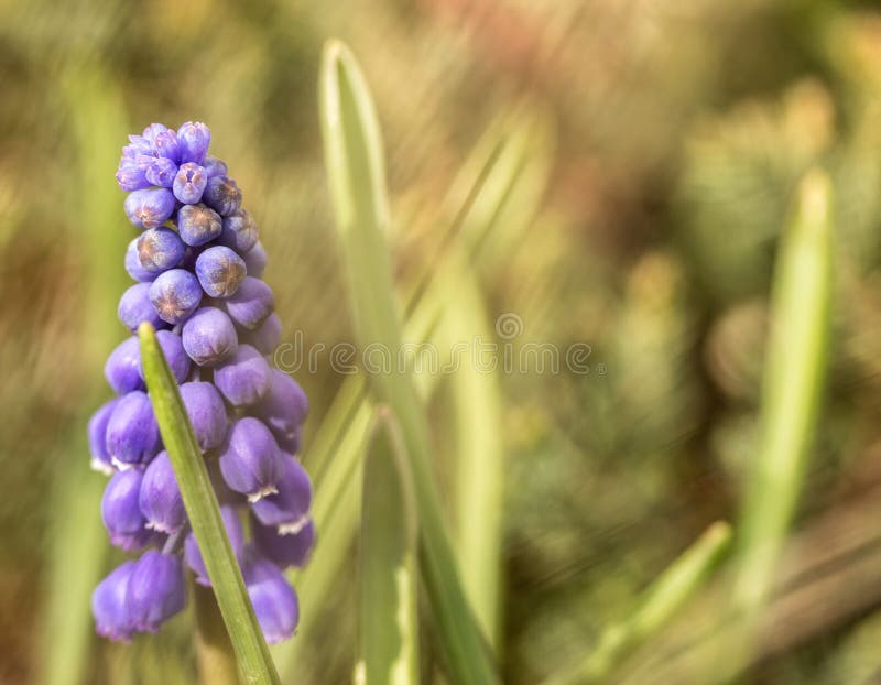 Growing blue muscarin stock image. Image of muscarin - 69796095