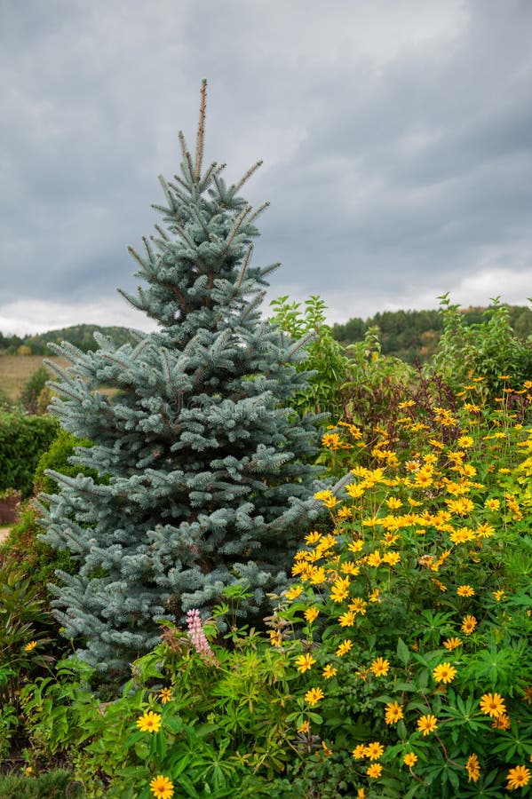 Growing blue Picea glauca stock image. Image of picea - 314996797