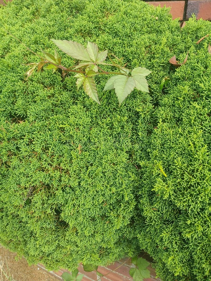 Growing Boldly on the Belief of Difference Stock Image - Image of ...