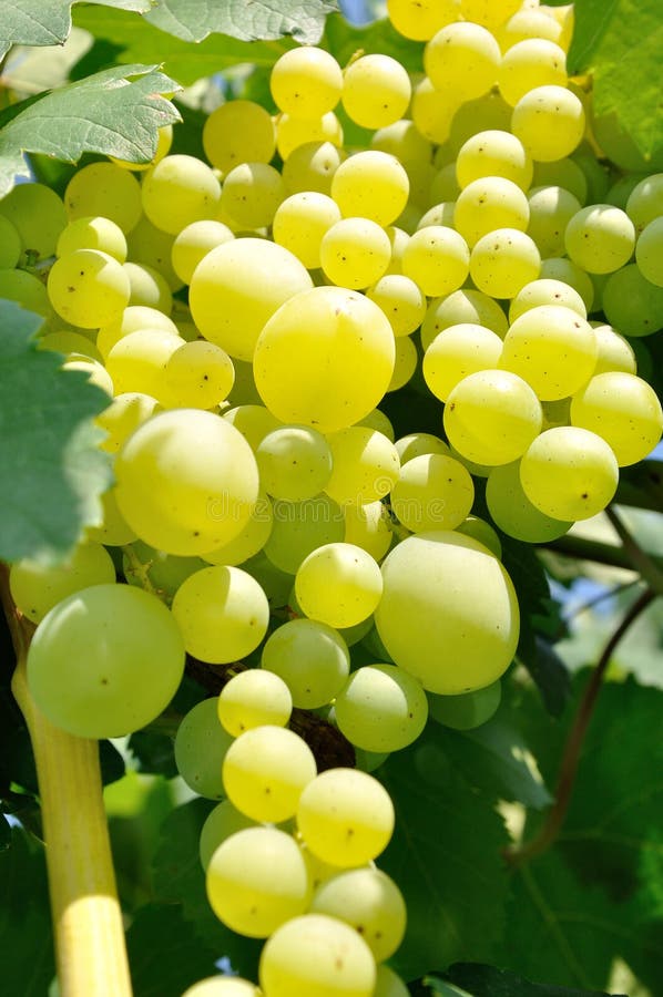 Growing Branch of Green Grape in Sunlight Stock Photo - Image of ripe ...