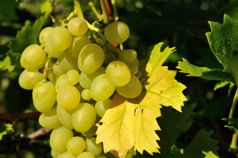 Growing Branch of Green Grape in Sunlight Stock Photo - Image of nature ...