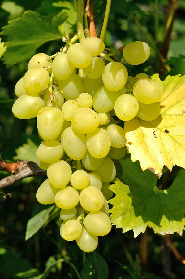 Growing Branch of Green Grape in Sunlight Stock Image - Image of fruit ...