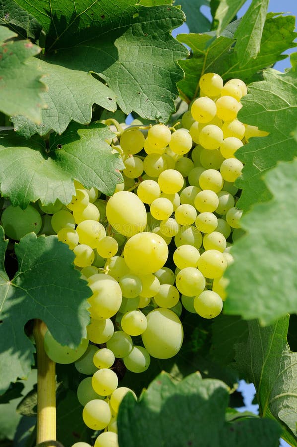 Growing Branch of Green Grape in Sunlight Stock Image - Image of summer ...