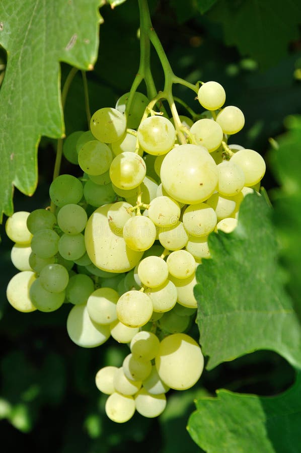 Growing Branch of Green Grape in Sunlight Stock Photo - Image of bunch ...