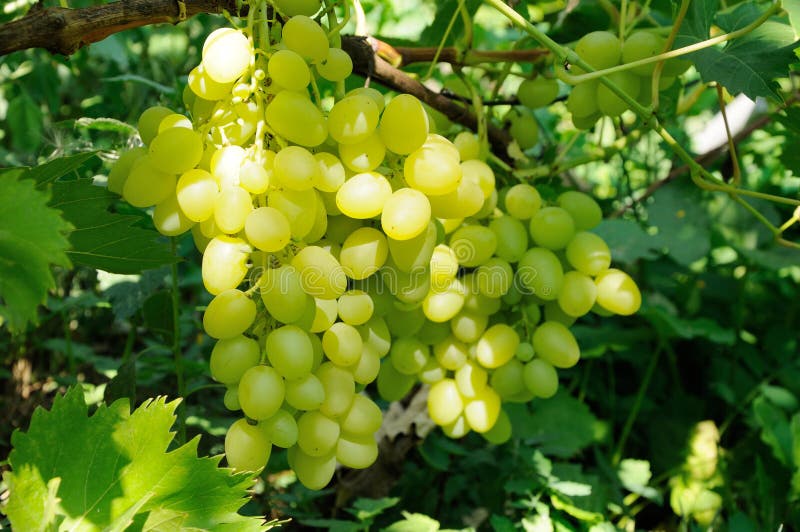 Growing Branch of Green Grape in Sunlight Stock Photo - Image of nature ...
