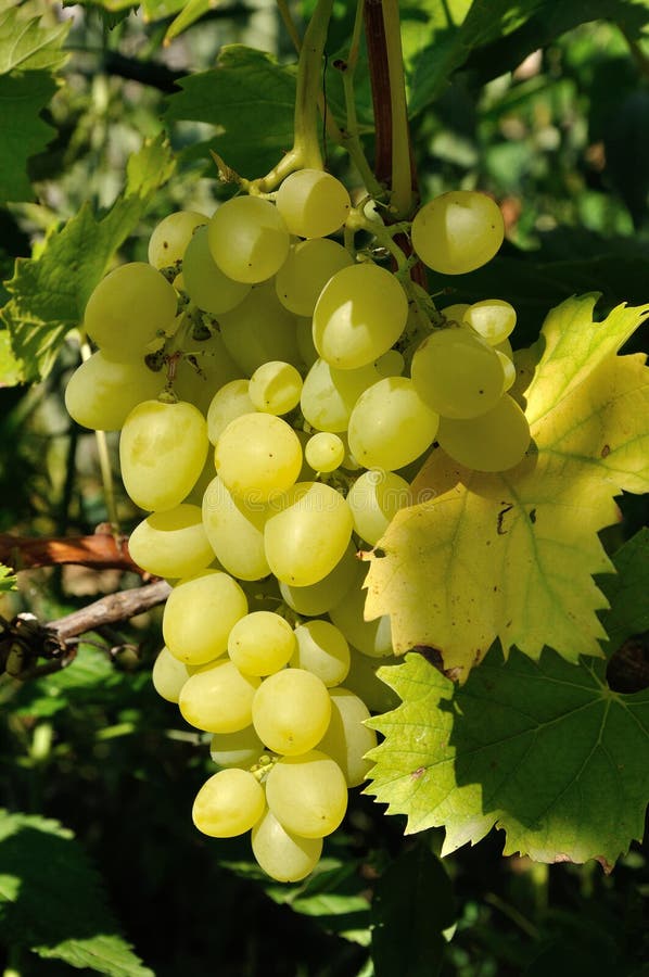 Growing Branch of Green Grape in Sunlight Stock Photo - Image of nature ...