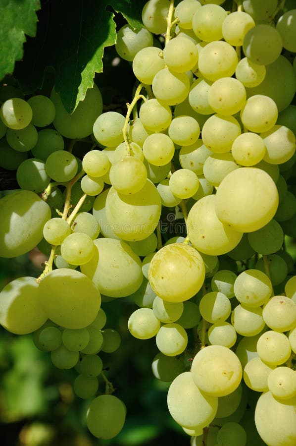 Growing Branch of Green Grape in Sunlight Stock Photo - Image of vines ...