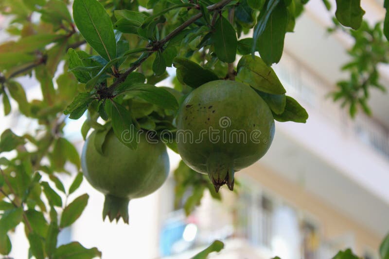 Growing on the Branch are Not yet Ripe Pomegranate Fruits Stock Image ...