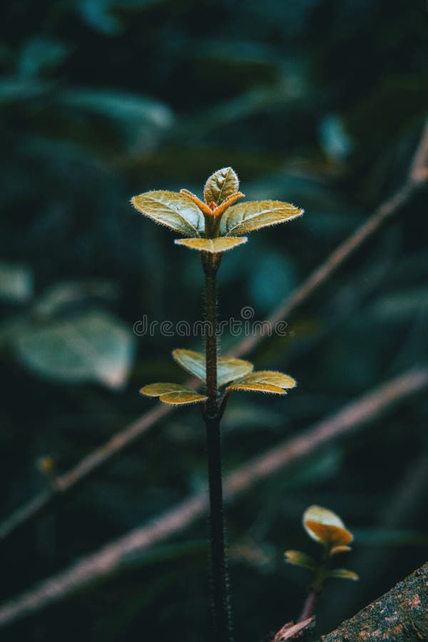 Growing branch of a tree stock photo. Image of macro - 118346964