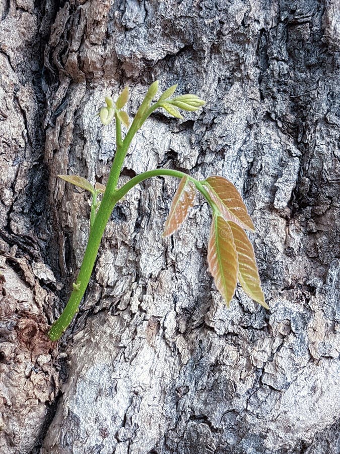 Growing branches of tree stock image. Image of embryo - 109645389