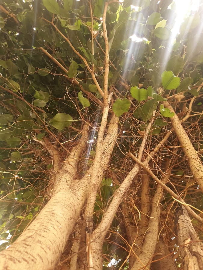 Growing Branches of trees stock photo. Image of leaf - 191475306