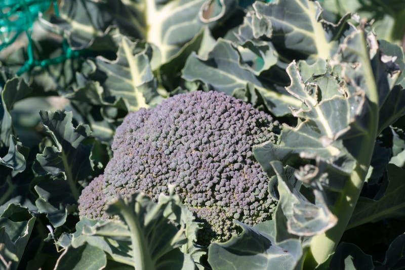 Growing broccoli stock photo. Image of plant, agriculture - 91572862