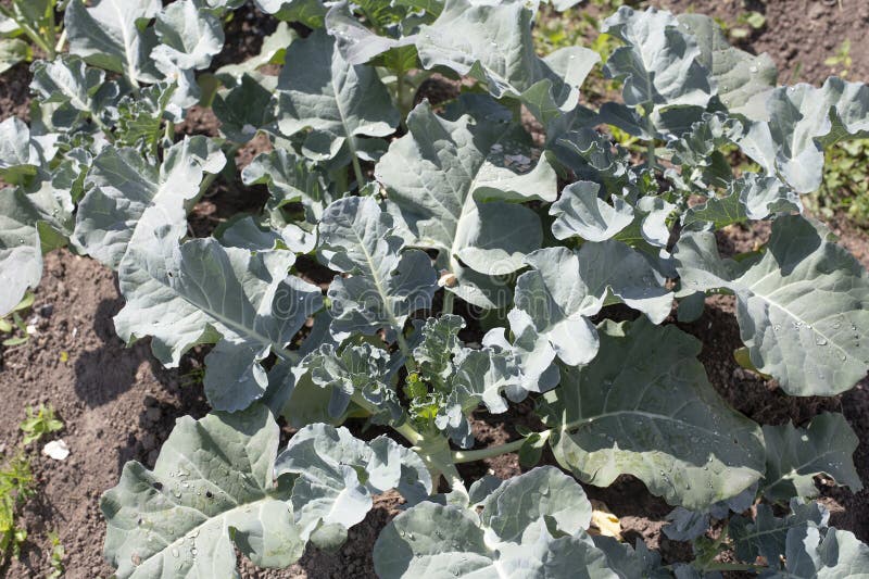 Growing Broccoli in the Garden. Broccoli Garden. Gardening Stock Image ...