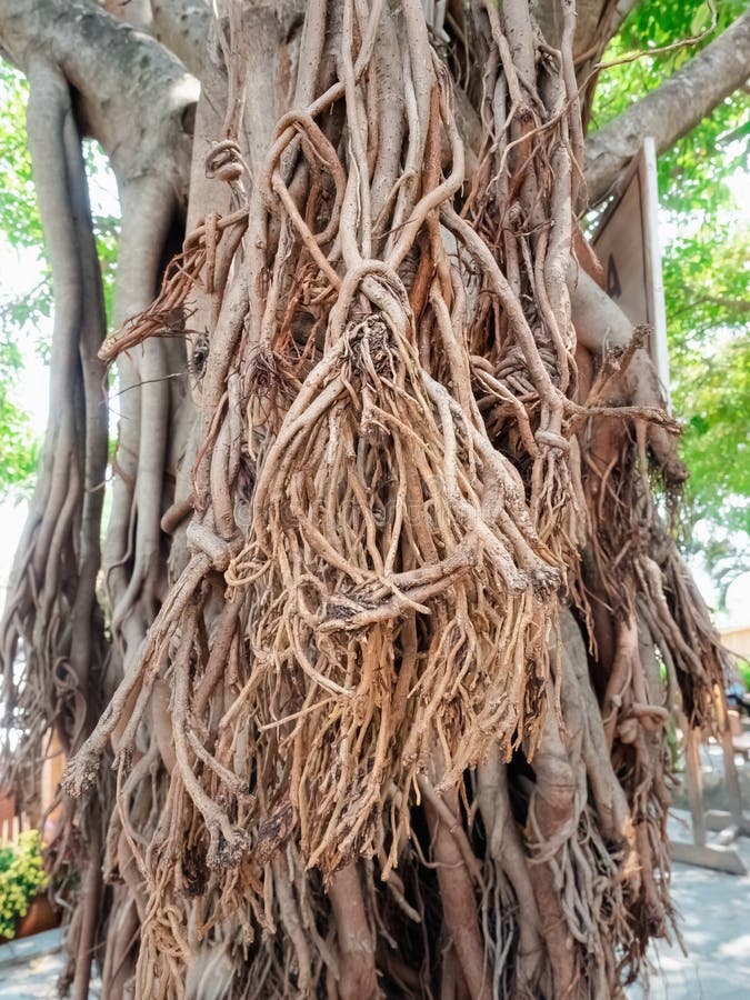 Growing Brown External Roots on Tree Trunk Stock Photo - Image of large ...