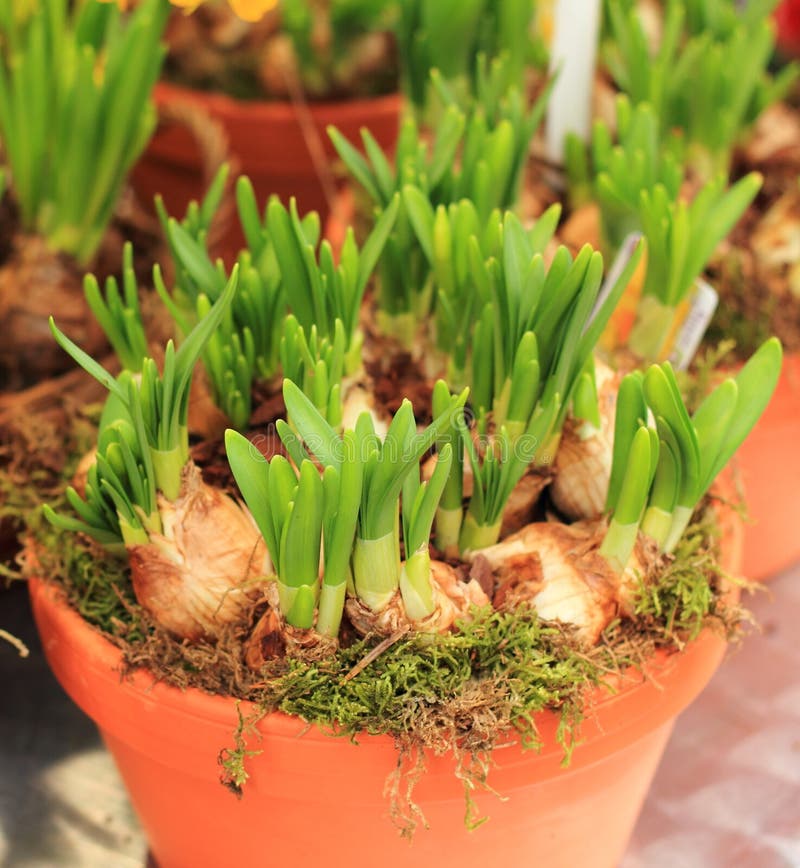 Growing bulbs stock photo. Image of gardening, beautiful - 46345406